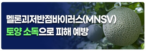 [이달의 농업기술] 멜론괴저반점바이러스(MNSV) 토양 소독으로 피해 예방